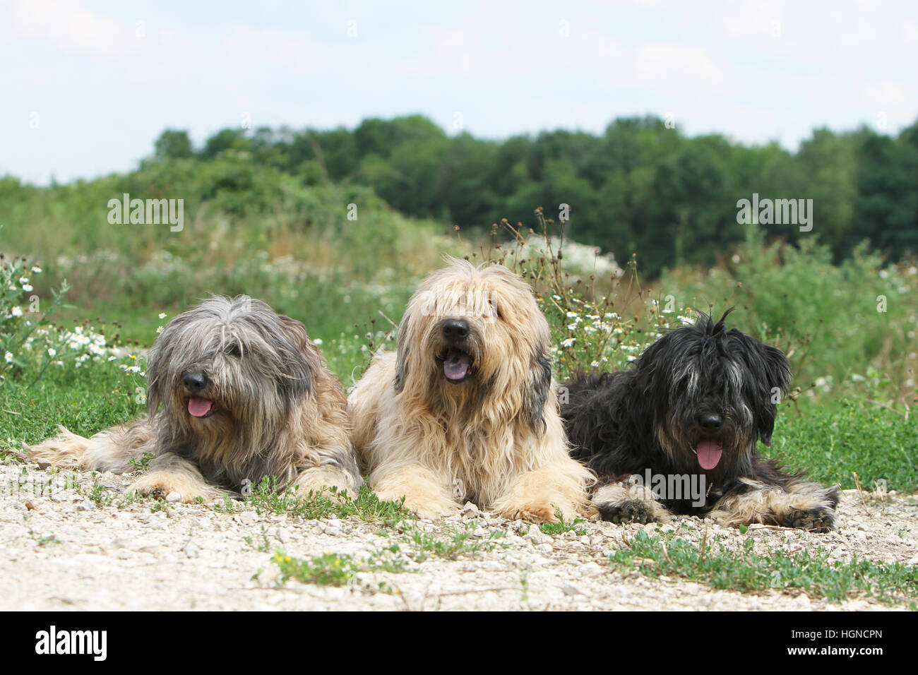 dog Catalan Sheepdog / Gos d'atura català two adults ( black and fawn ...