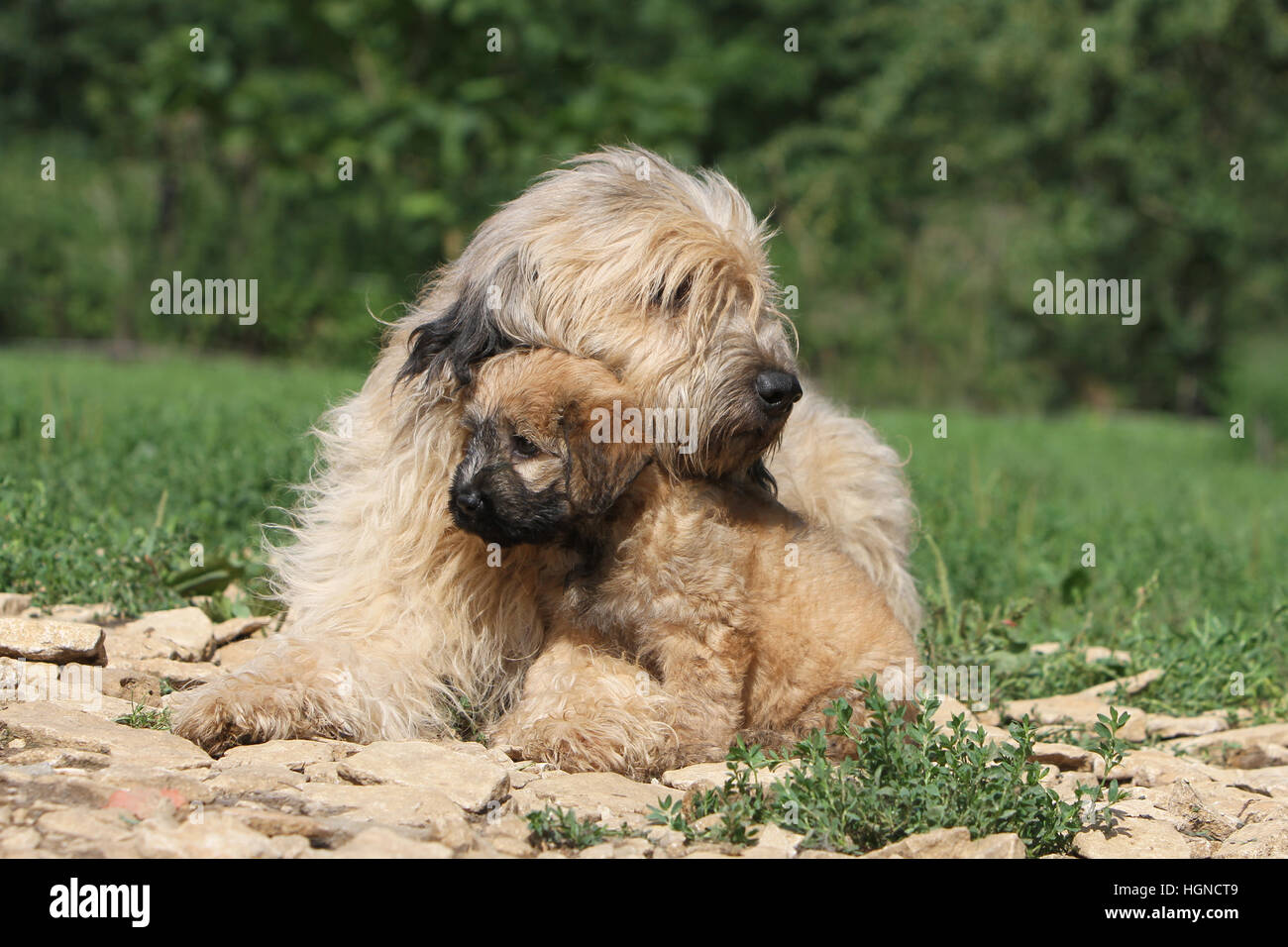 dog Catalan Sheepdog / Gos d'atura català adult and puppy lying in a ...