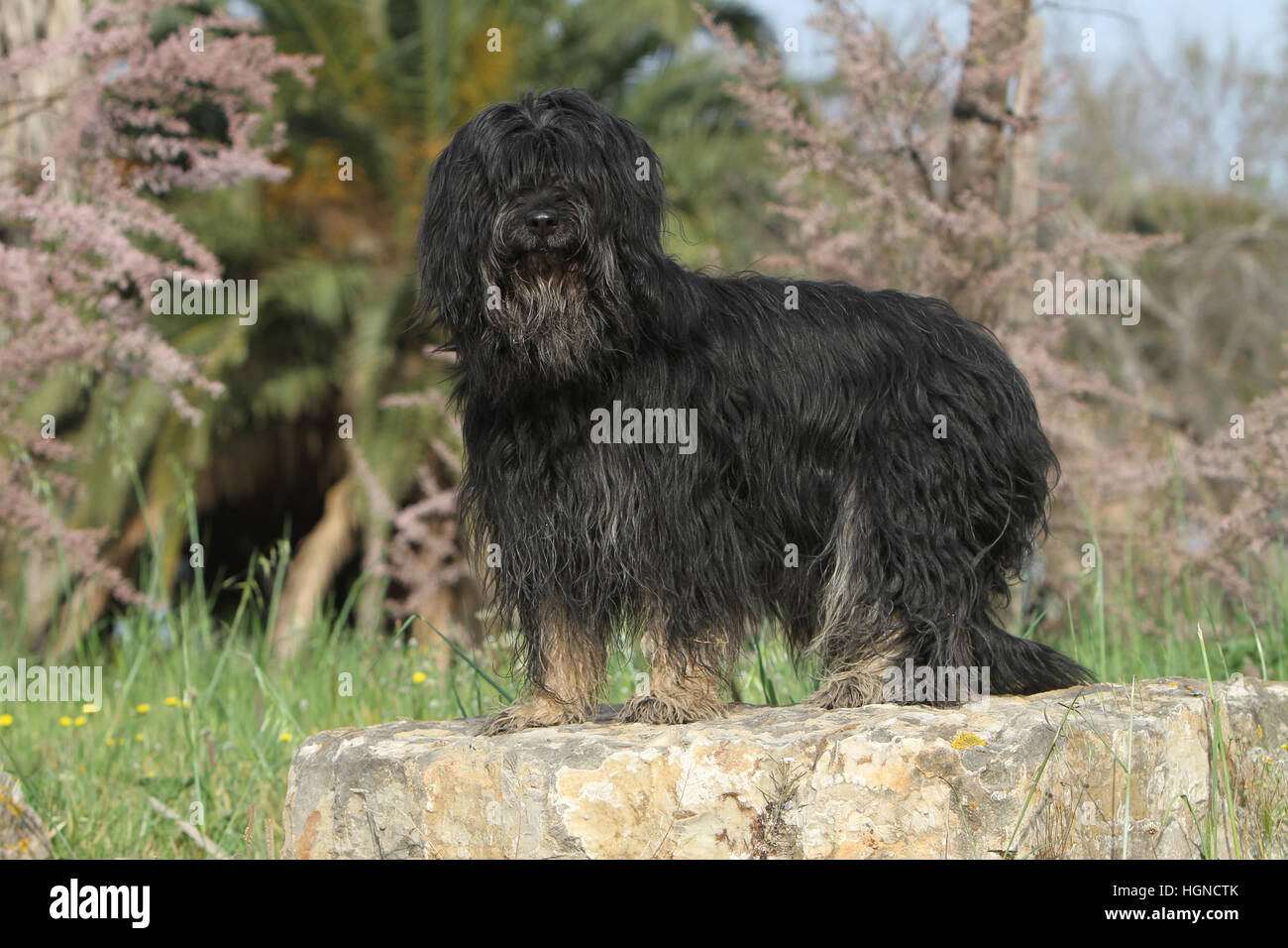 Are Catalan Sheepdog Hypoallergenic