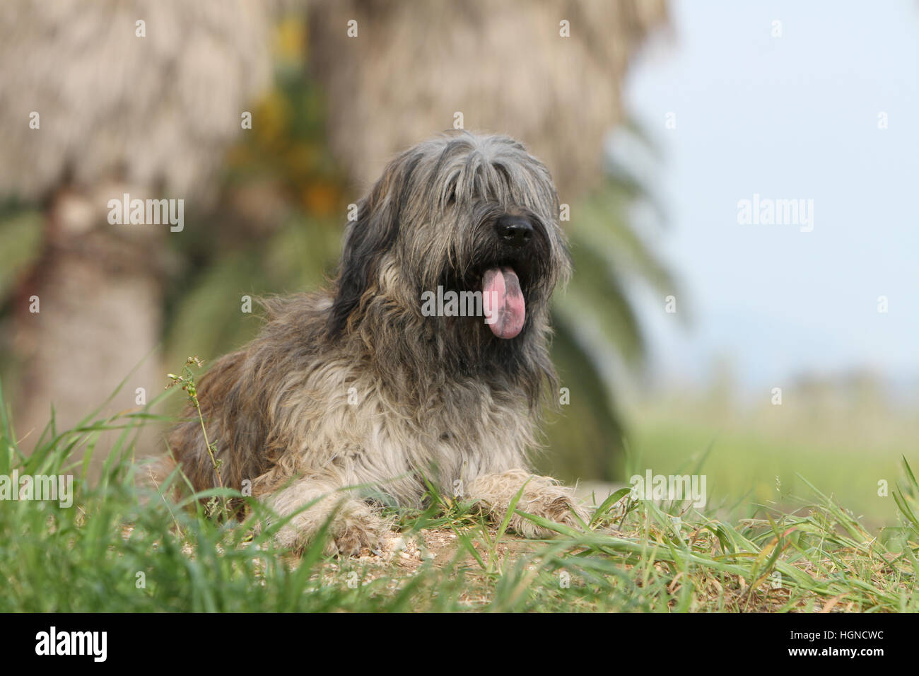 dog Catalan Sheepdog / Gos d'atura català adult gray palm lying Stock ...
