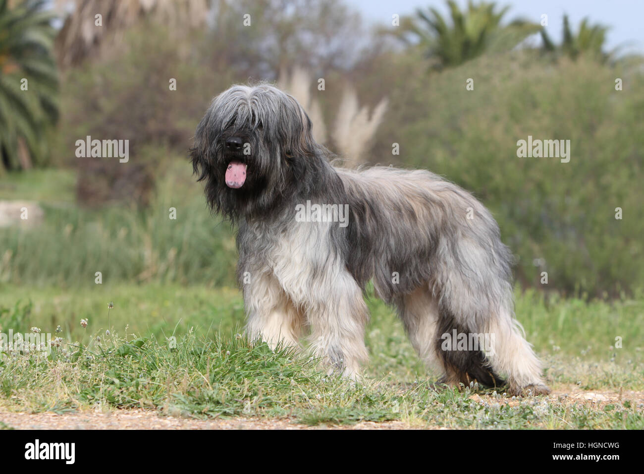 dog Catalan Sheepdog / Gos d'atura català adult gray standing Stock ...