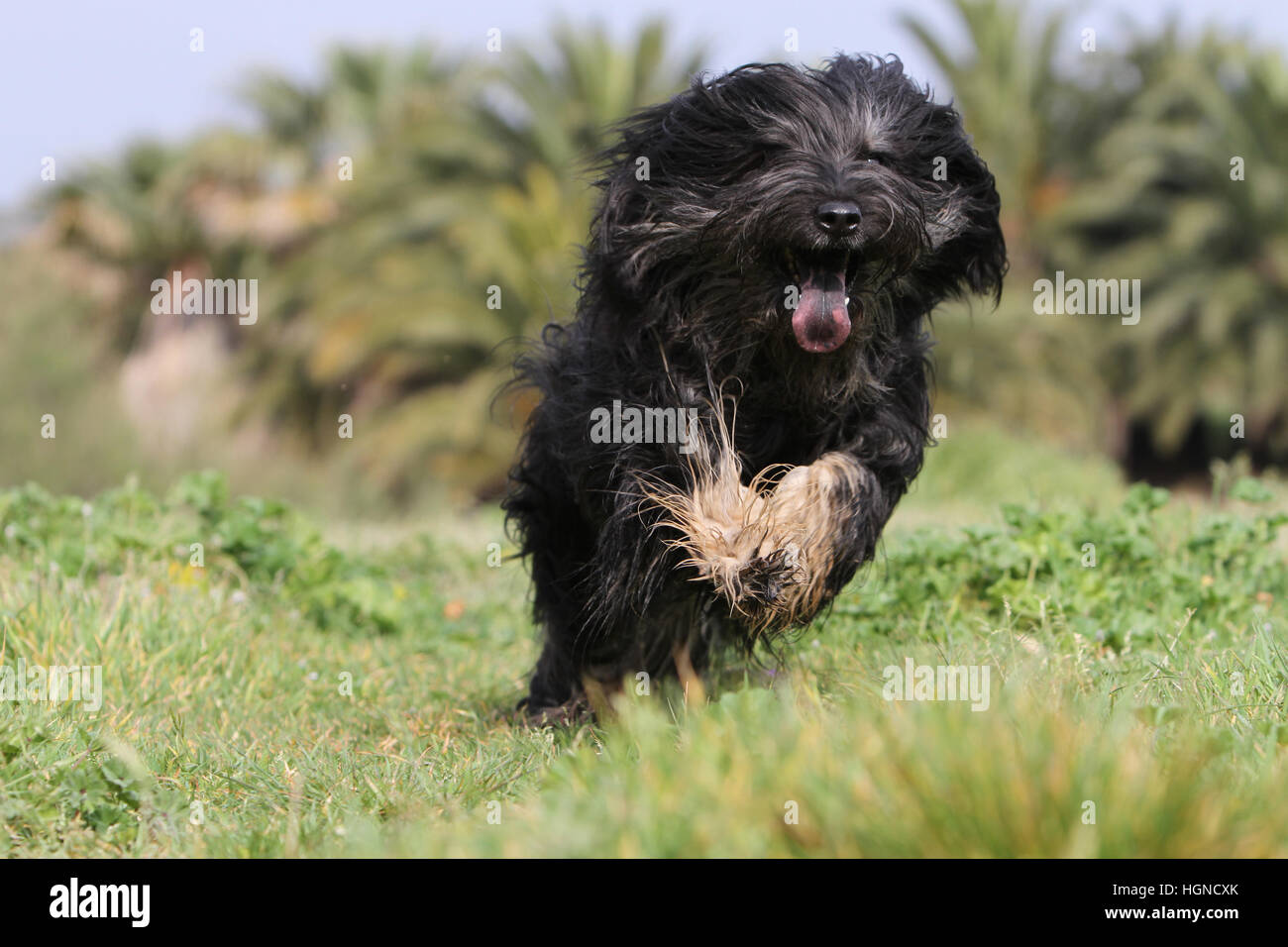 dog Catalan Sheepdog / Gos d'atura català adult black running in a ...