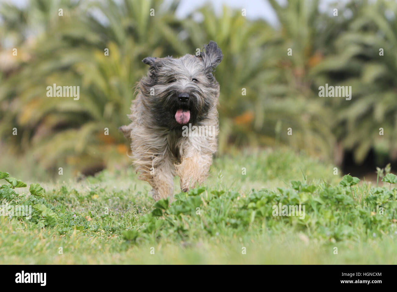 dog Catalan Sheepdog / Gos d'atura català adult gray in a meadow ...