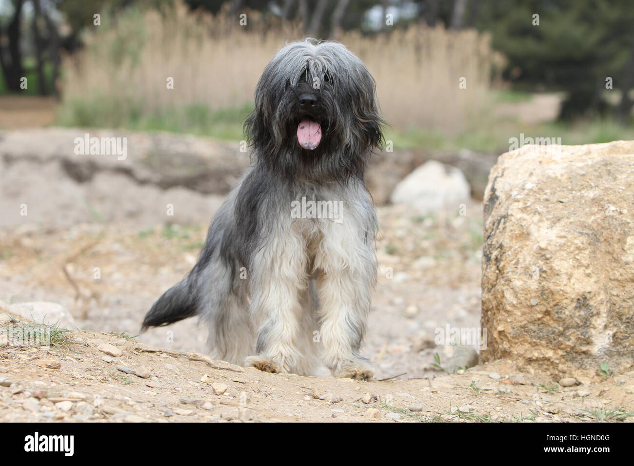 dog Catalan Sheepdog / Gos d'atura català adult gray standing face ...