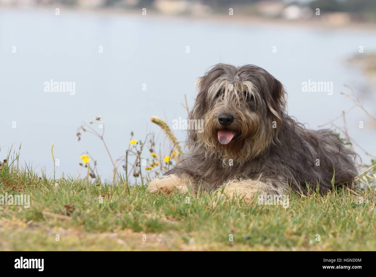 dog Catalan Sheepdog / Gos d'atura català adult gray lying in a meadow ...