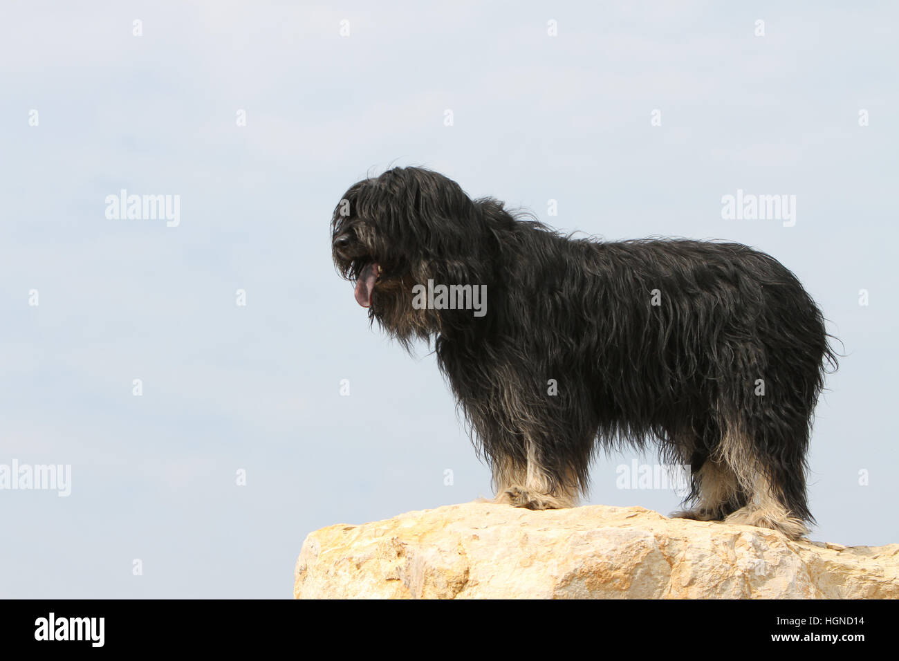 White Catalan Sheepdog