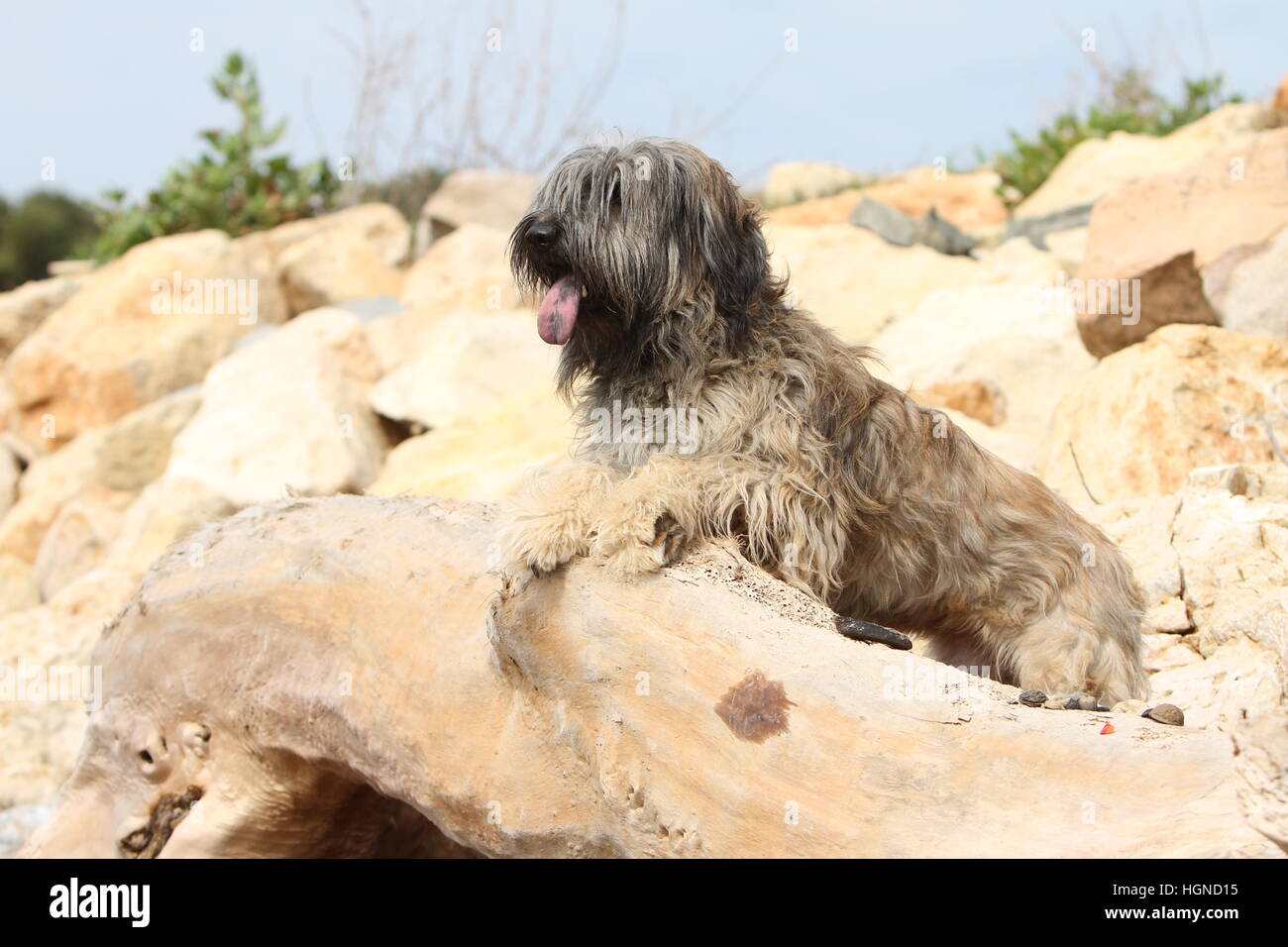 dog Catalan Sheepdog / Gos d'atura català adult lying on a rock Stock ...