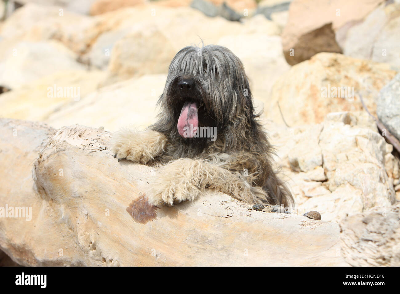 dog Catalan Sheepdog / Gos d'atura català adult (gray) lying on a rock ...