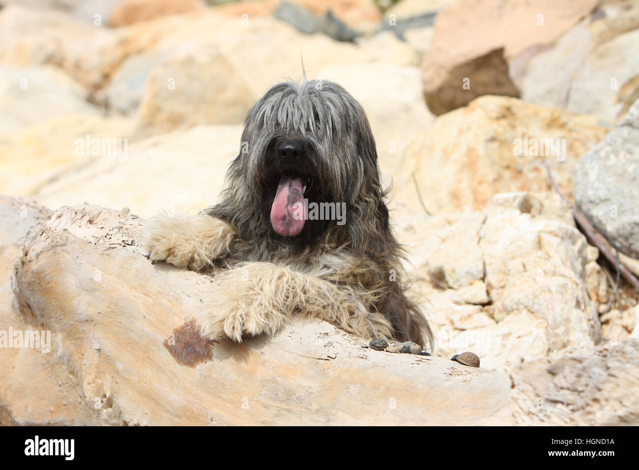 dog Catalan Sheepdog / Gos d'atura català adult (gray) lying on a rock ...