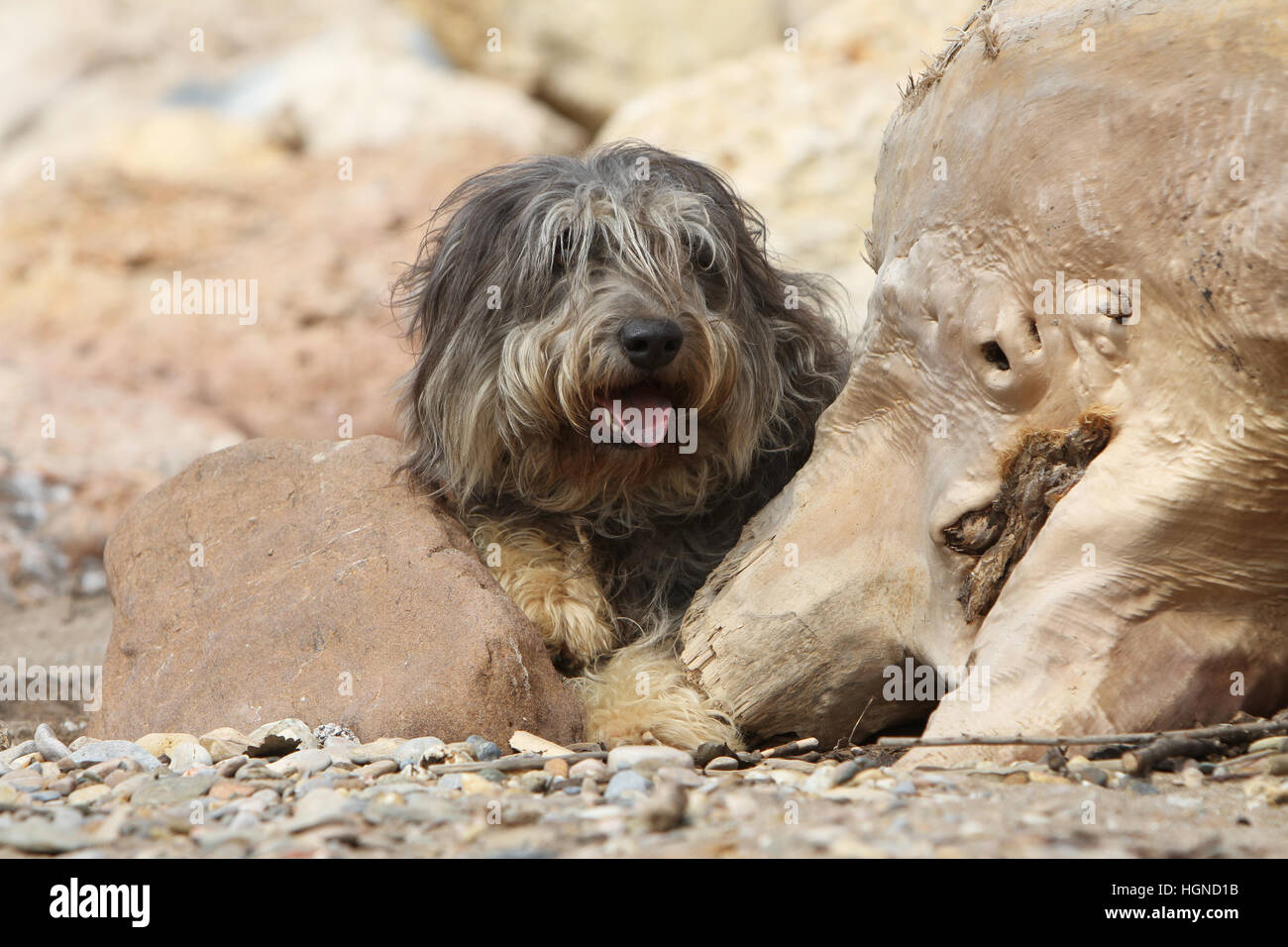 dog Catalan Sheepdog / Gos d'atura català adult (gray) lying on a rock ...