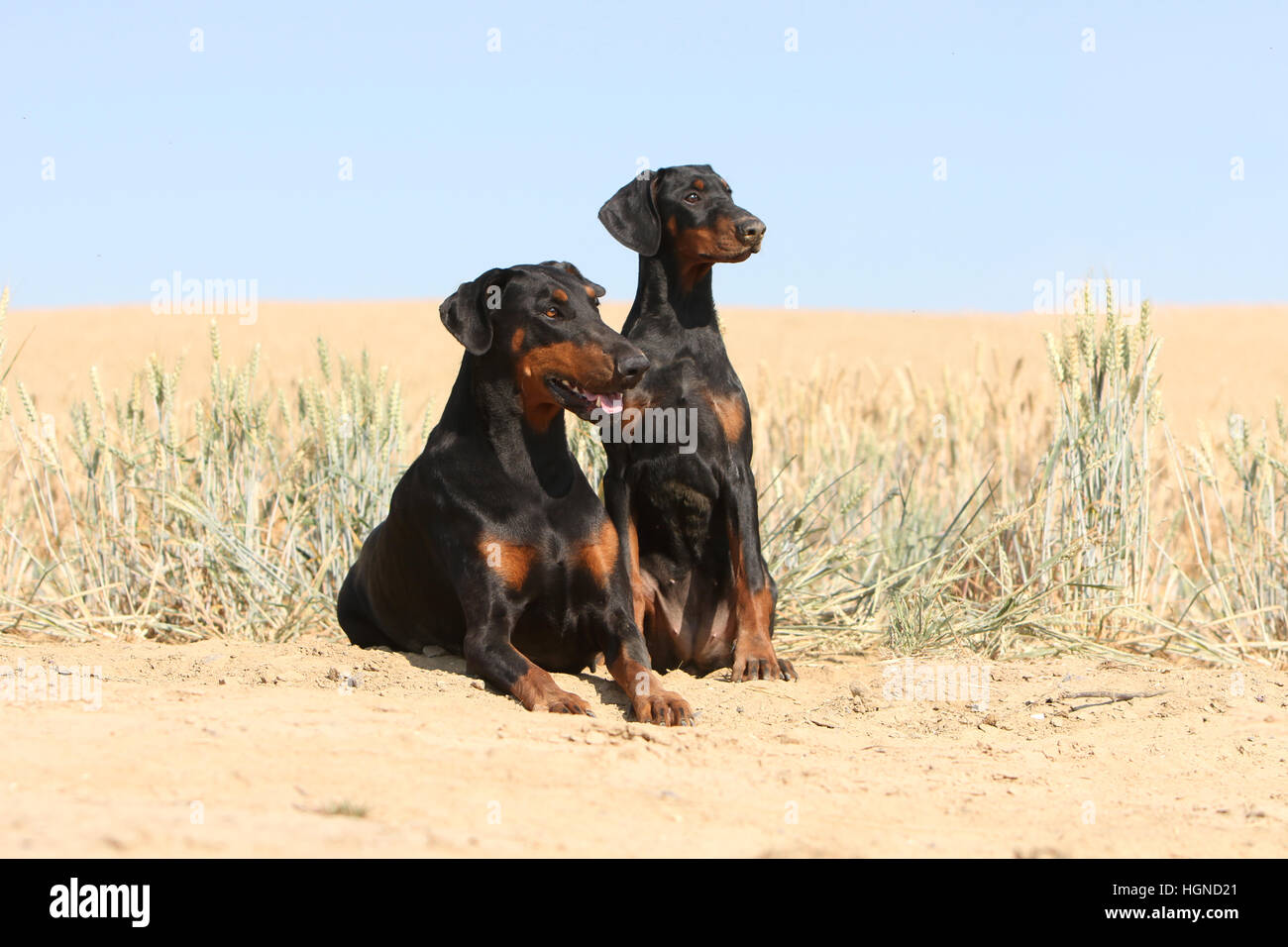 Dog Dobermann / Doberman Pinscher (natural ears) / adult and puppy ...