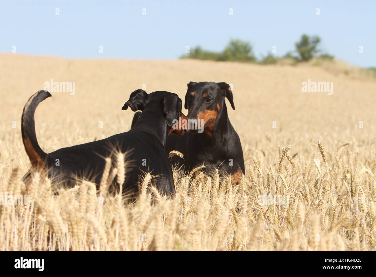 Dog Dobermann / Doberman Pinscher (natural ears) two adults standing in ...
