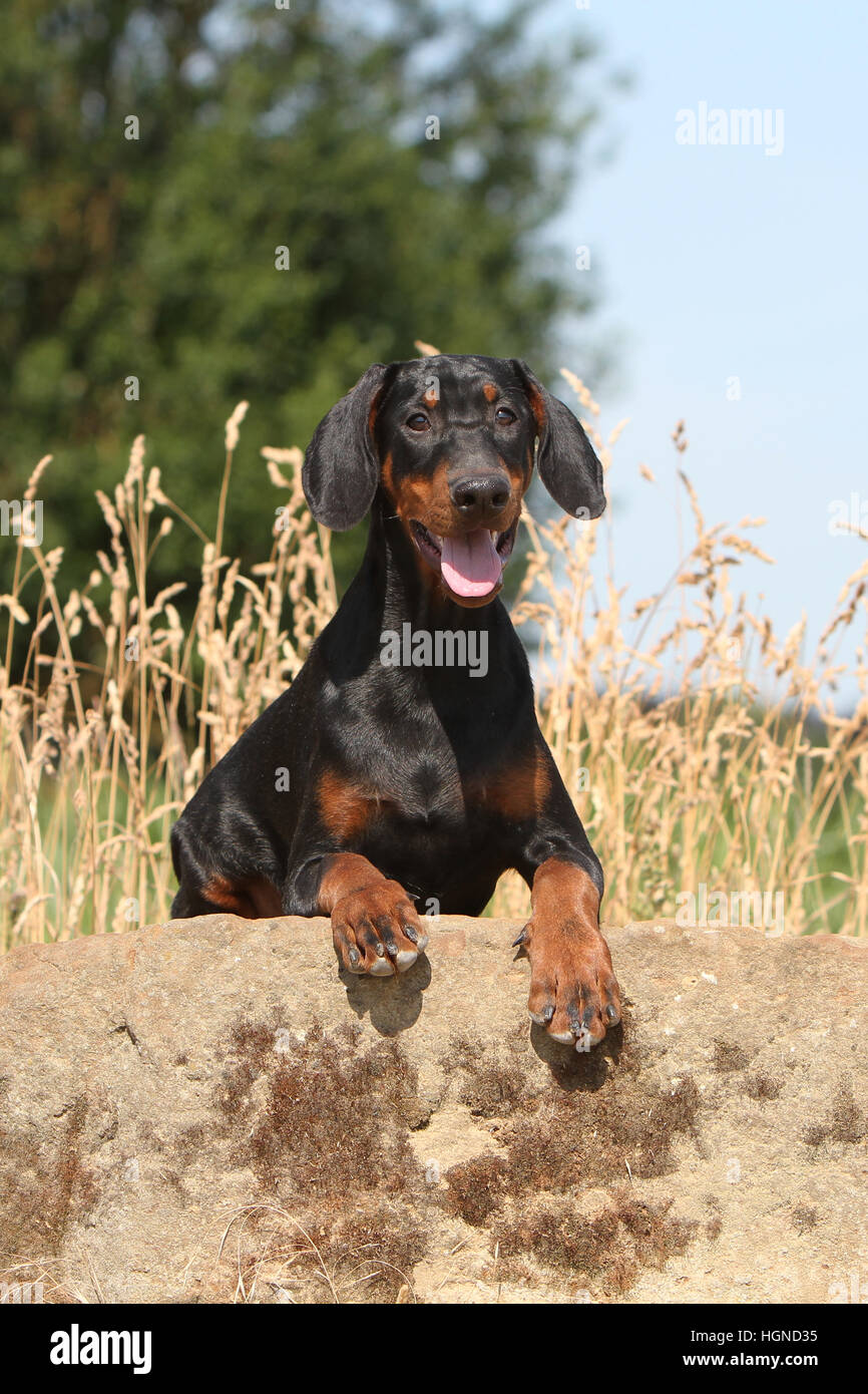 Dog Doberman Pinscher with (natural ears / natural tail) black and tan ...