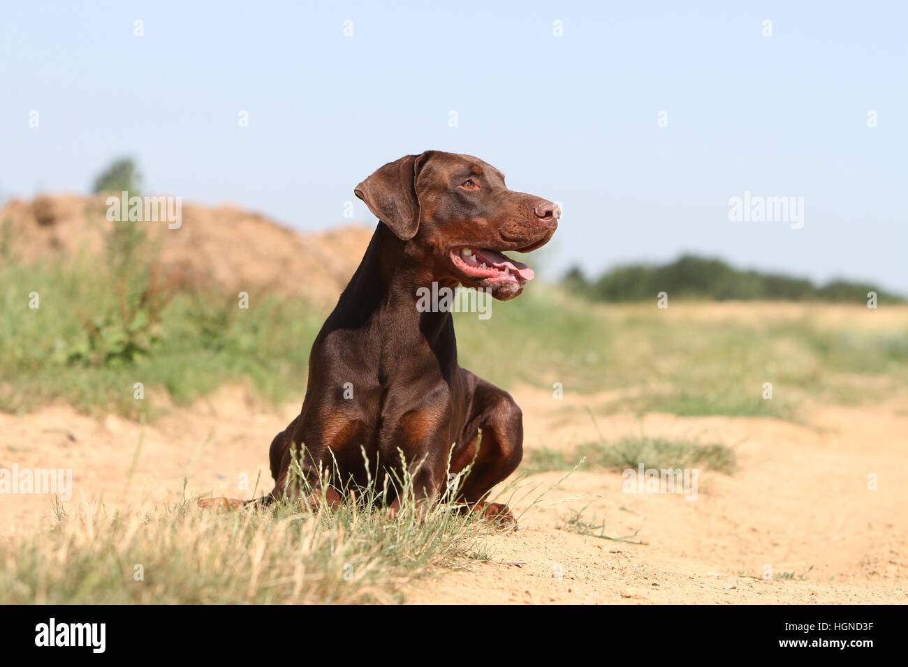 Doberman Pinscher Adult Dog Lying Down High Resolution Stock ...