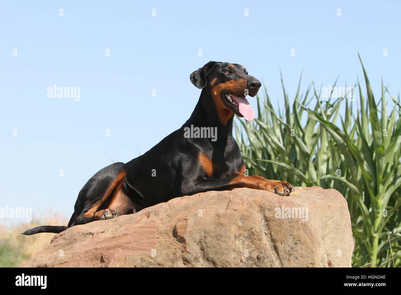Doberman Pinscher Adult Dog Lying Down High Resolution Stock ...