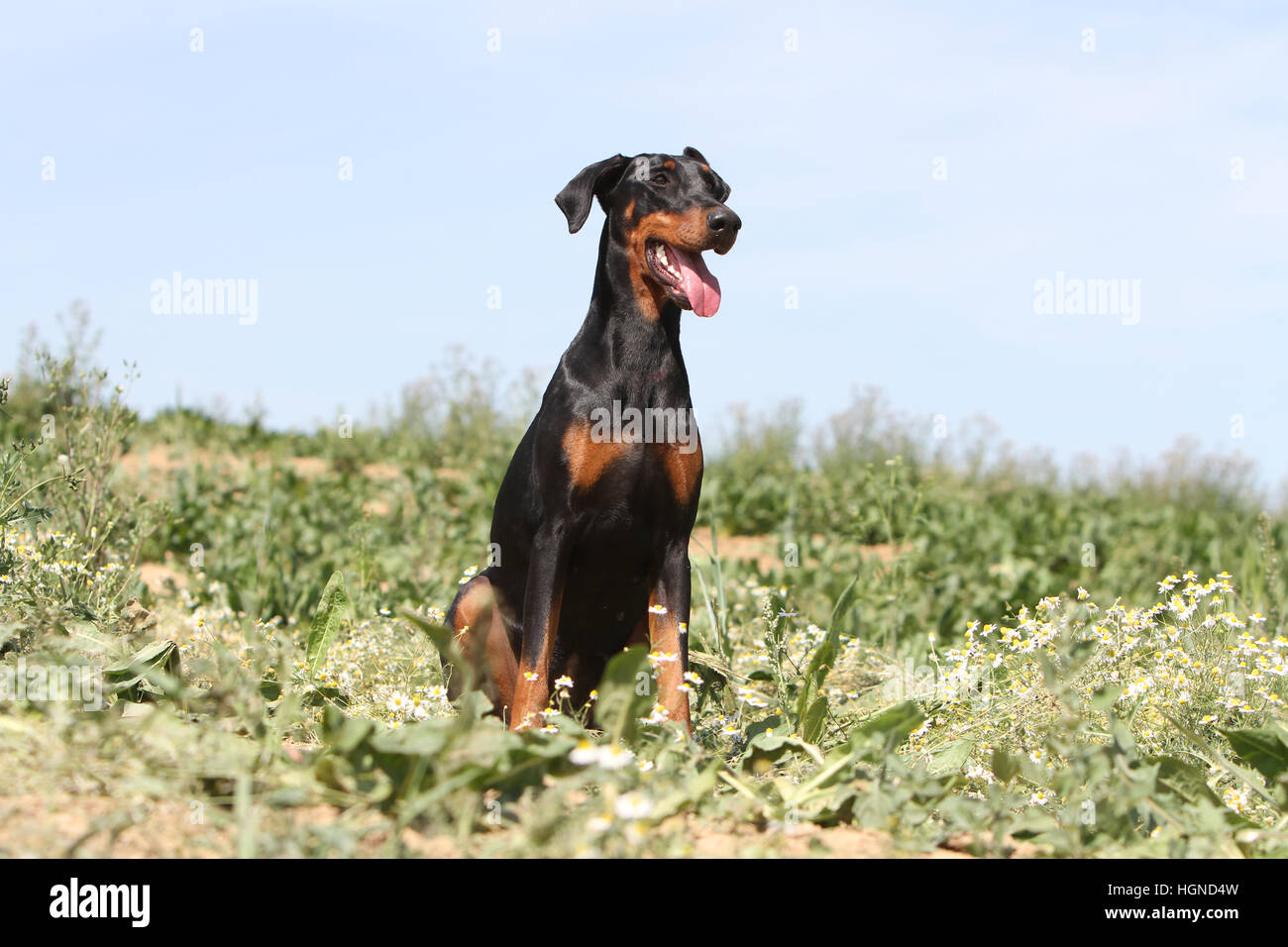 Doberman Undocked Tail