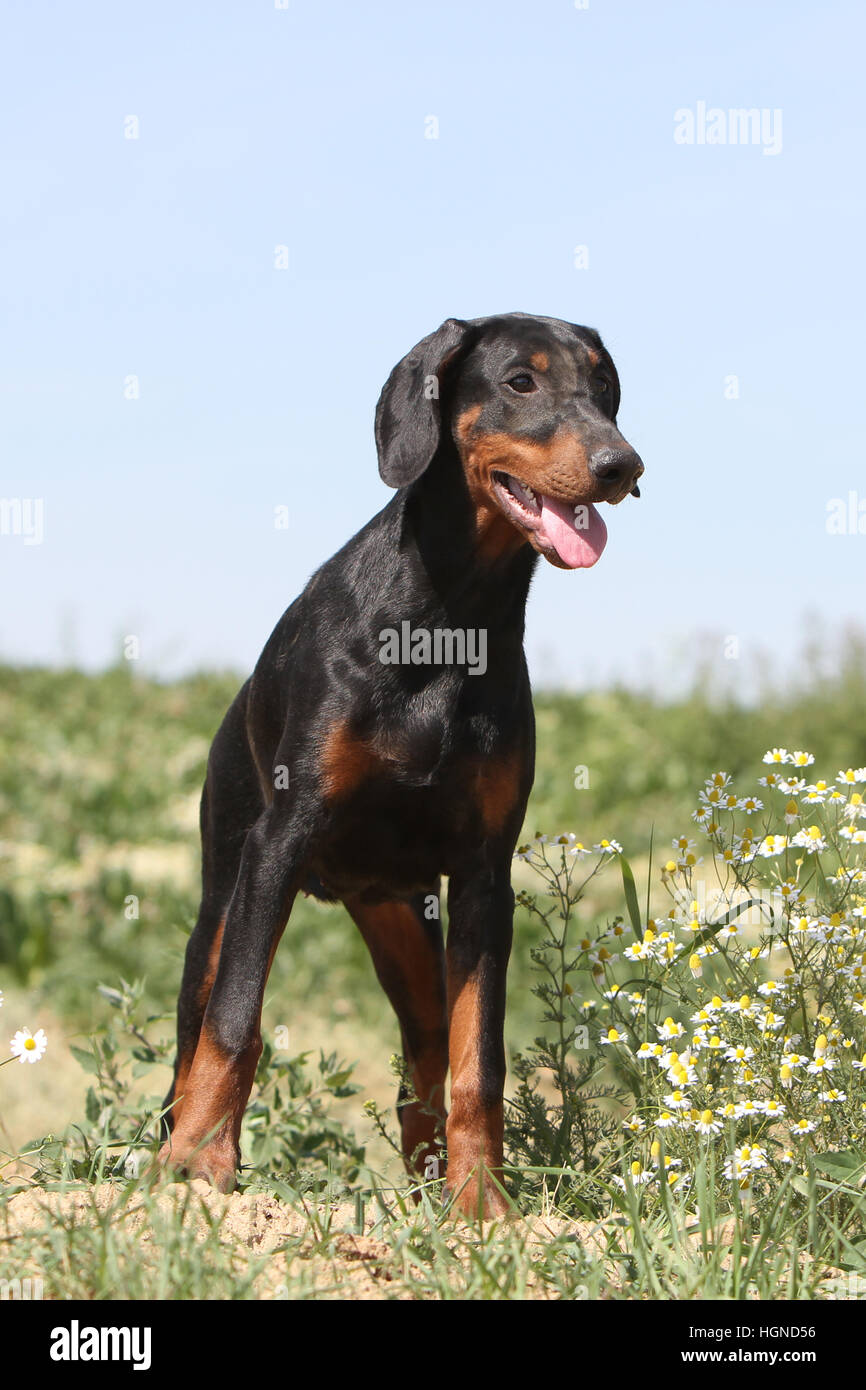 Dog Dobermann / Doberman Pinscher (natural ears) adult standing Stock ...