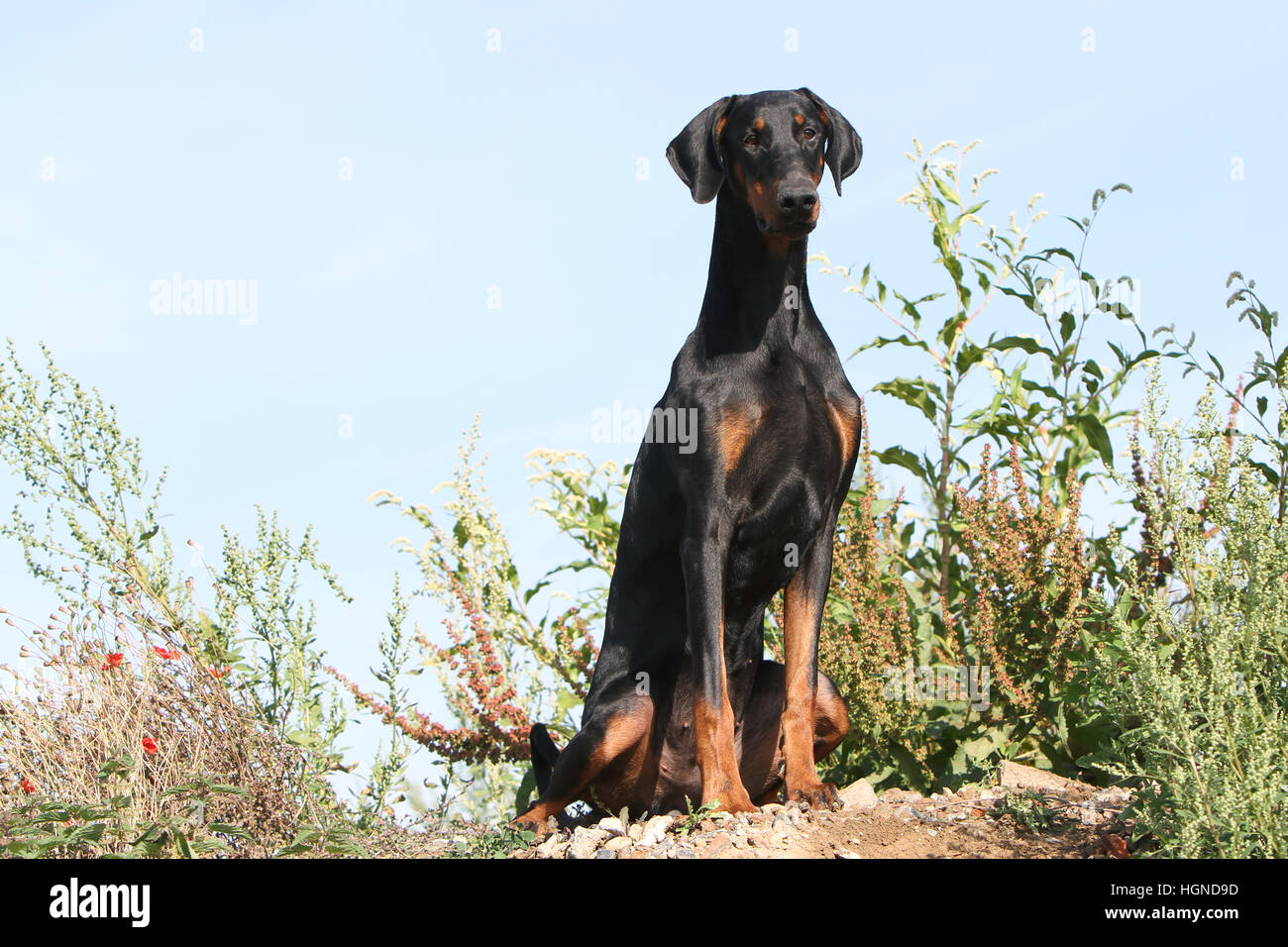 Dog Doberman Pinscher with (natural ears / natural tail) black and tan ...