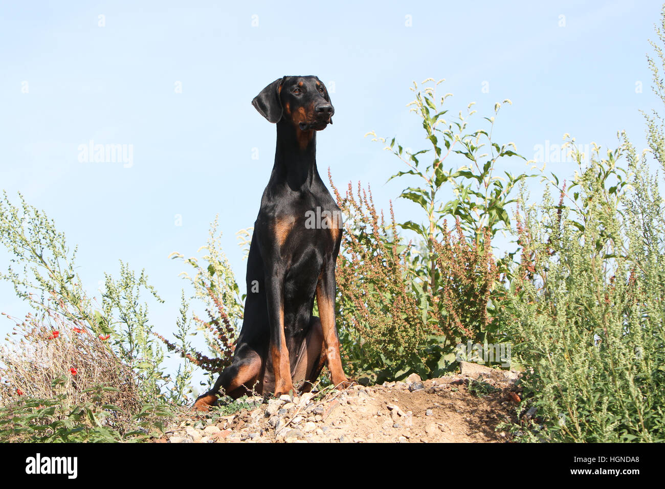 Black Doberman Uncropped Ears