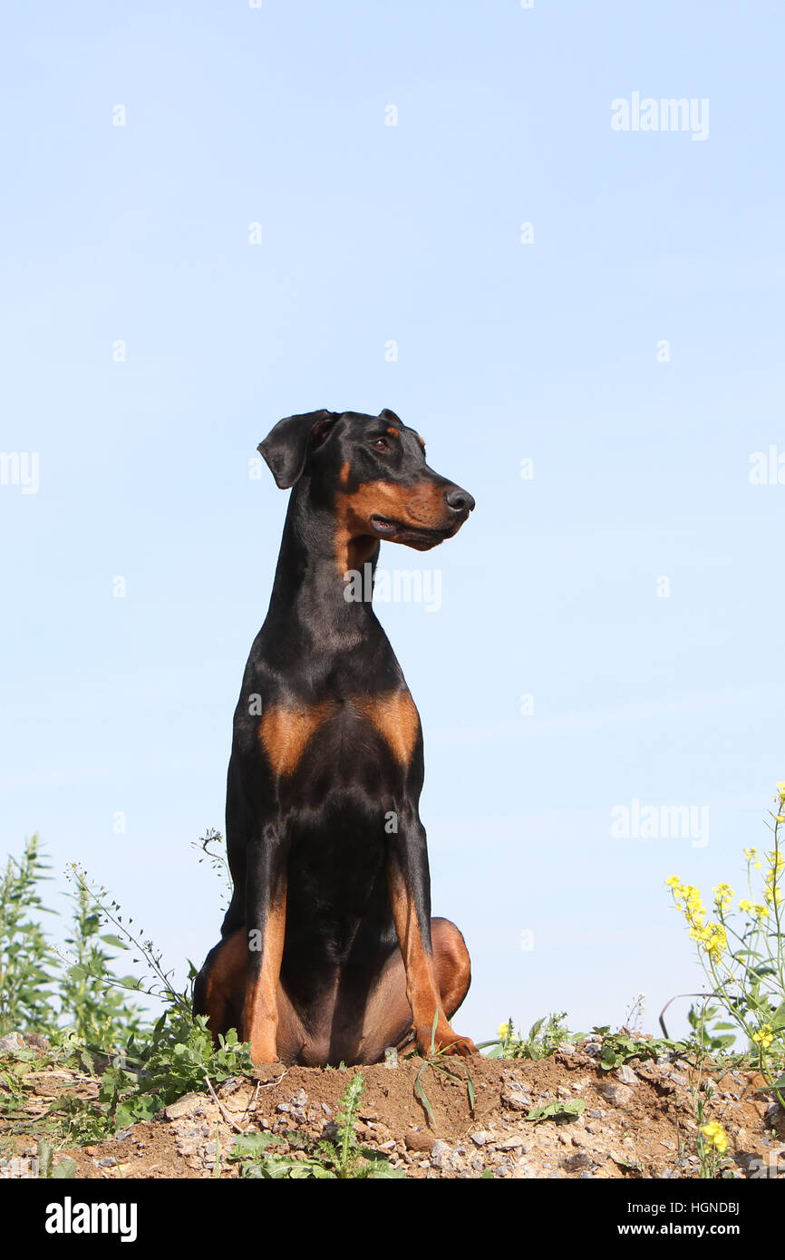 How Tall Are Dobermans