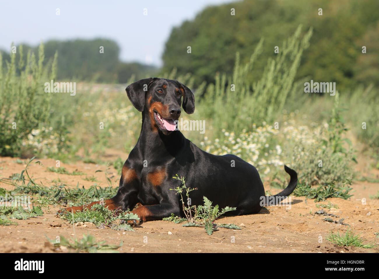 Doberman Pinscher Adult Dog Lying Down High Resolution Stock ...