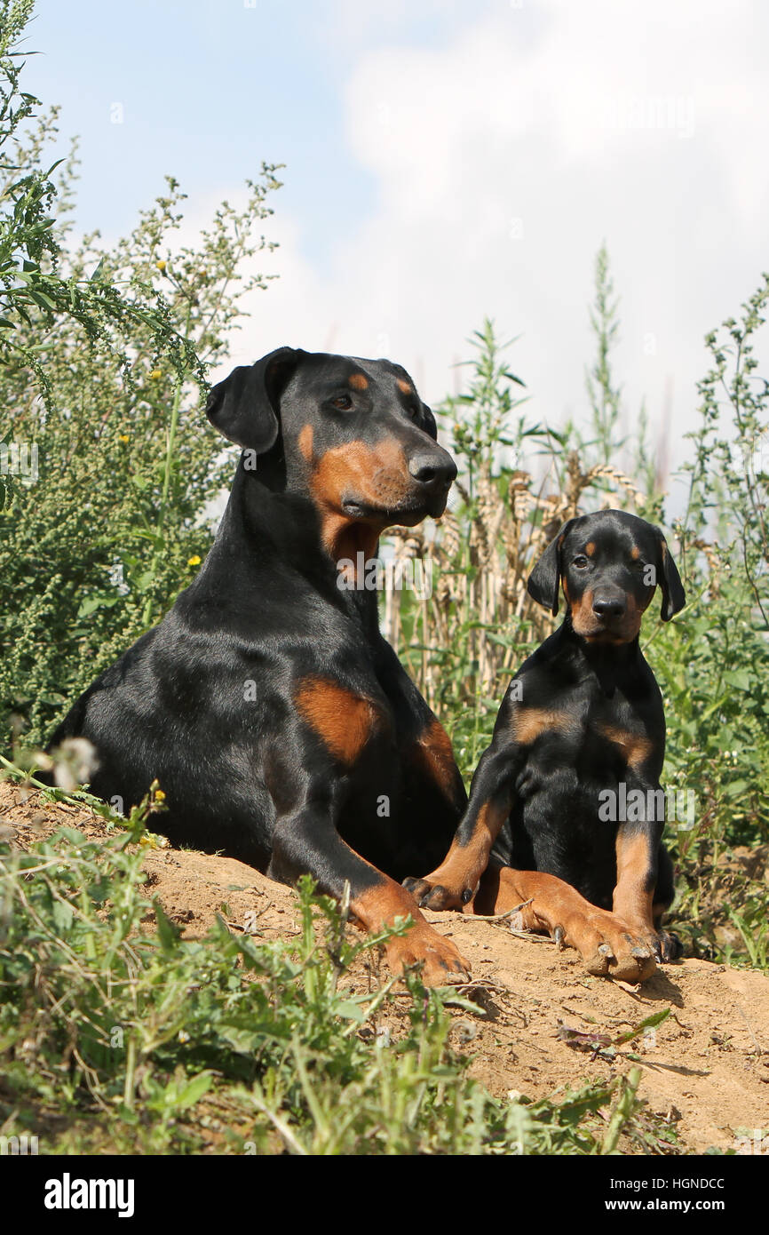 Doberman Puppy