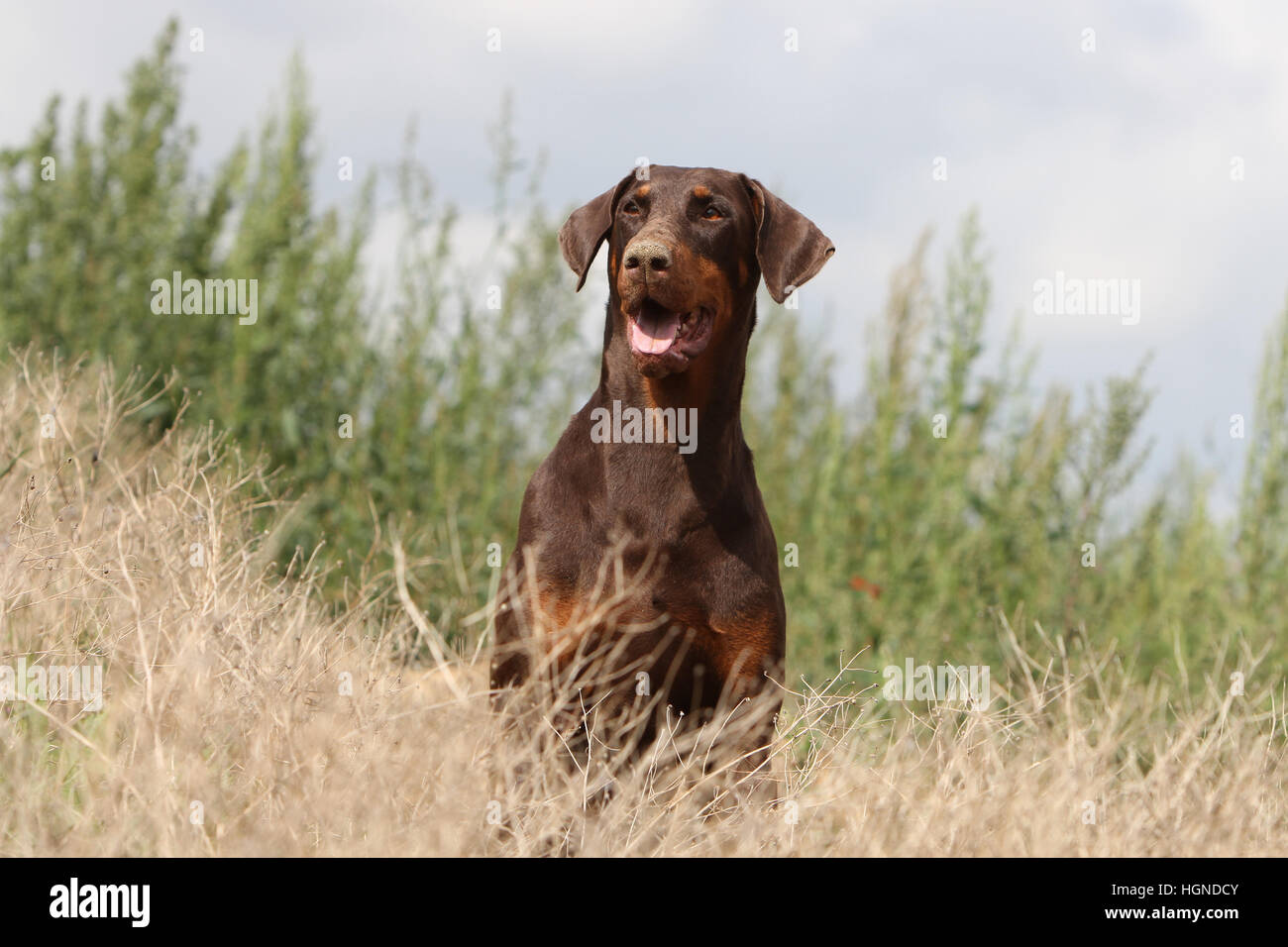 Red doberman pinscher standing hi-res stock photography and images - Alamy