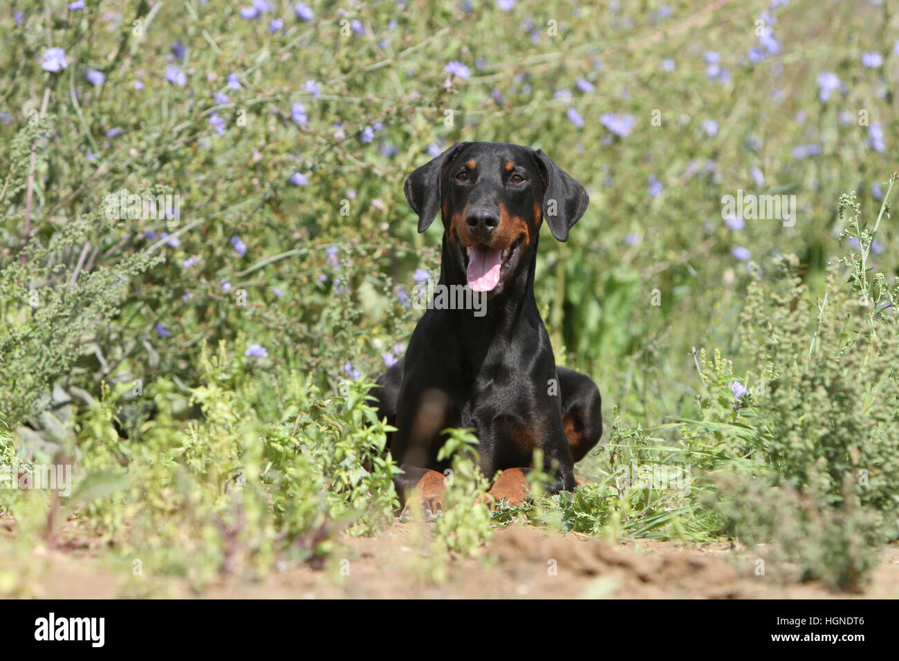 Doberman Pinscher Adult Dog Lying Down High Resolution Stock ...