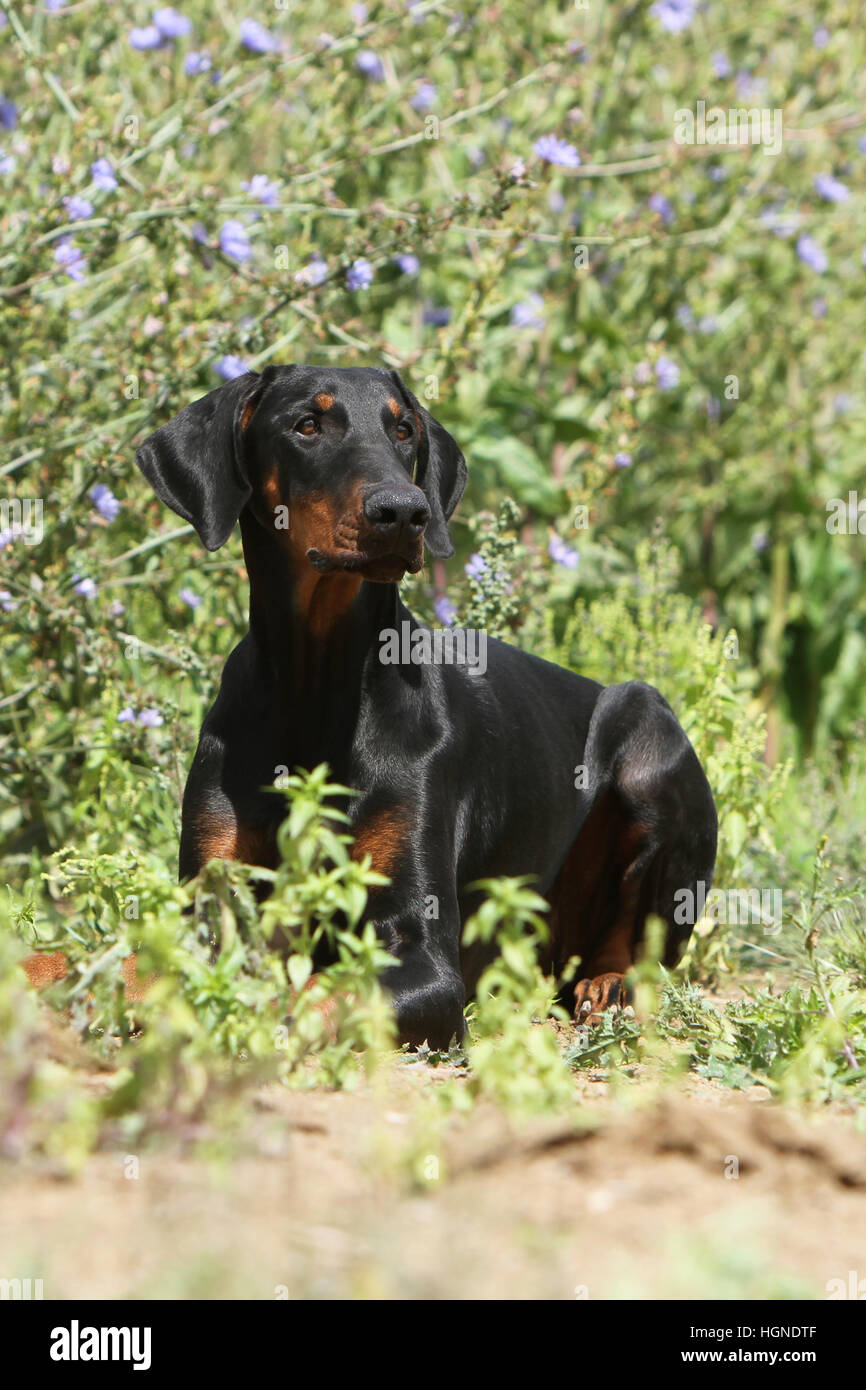 Are Doberman Ears Natural
