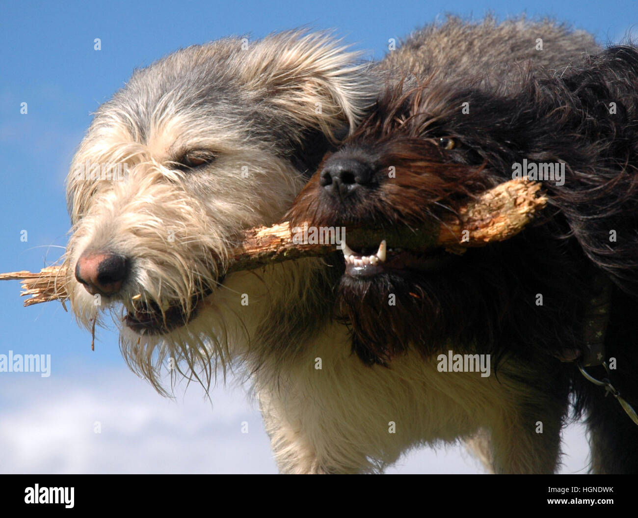 Portrait of two scruffy dogs holding stick together in field with blue ...