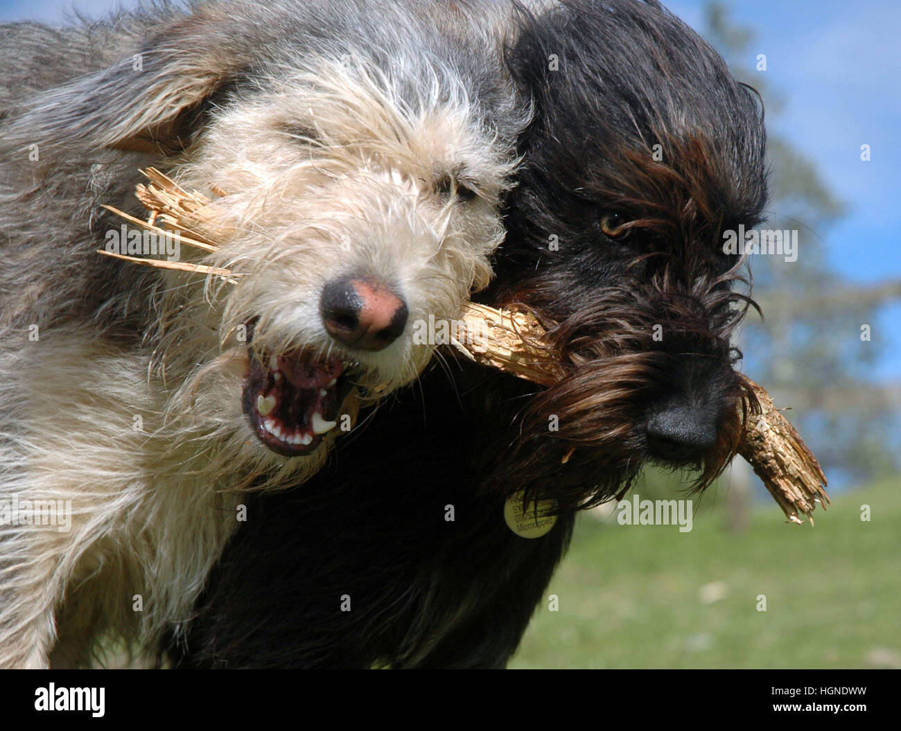 Portrait of two scruffy dogs holding stick together in field with blue ...