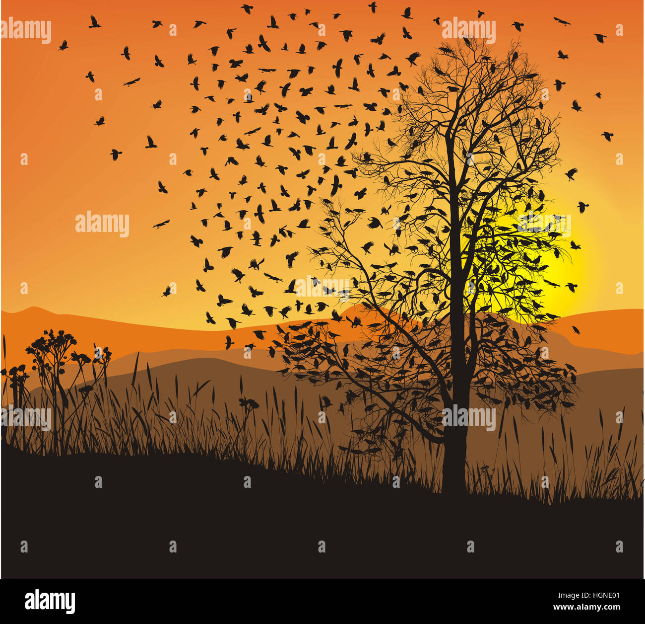 Crows in a tree chestnut at sunset Stock Photo - Alamy