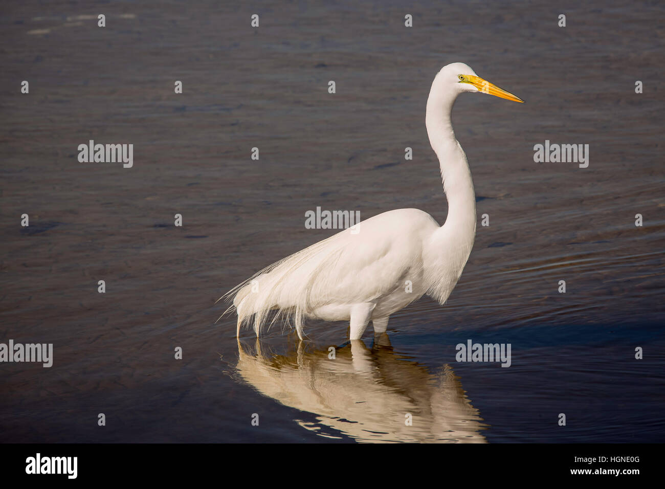 Egret standing in water Stock Photo - Alamy