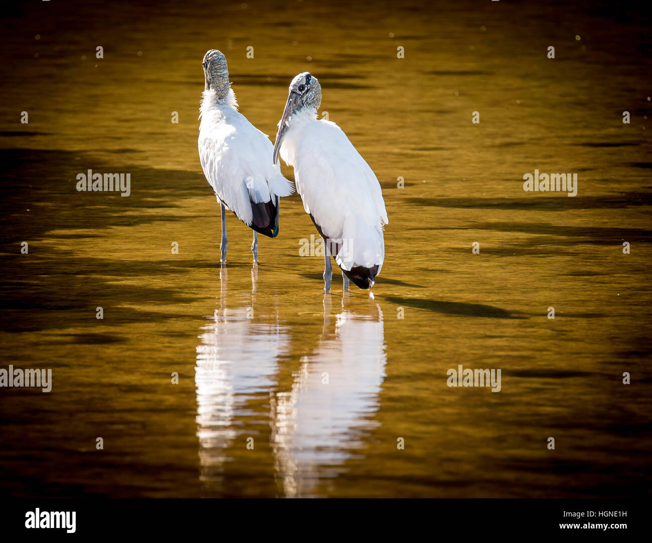 Two Wood Storks standing in water Stock Photo - Alamy