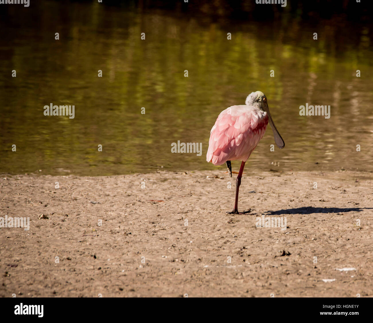 Spoonbill standing hi-res stock photography and images - Alamy