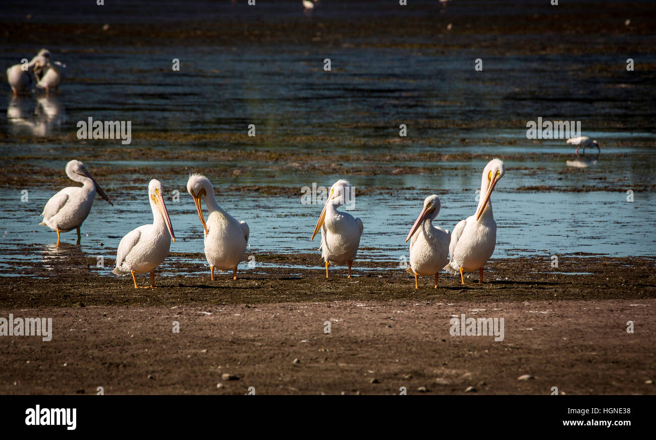 Six White Pelicans standing Stock Photo - Alamy