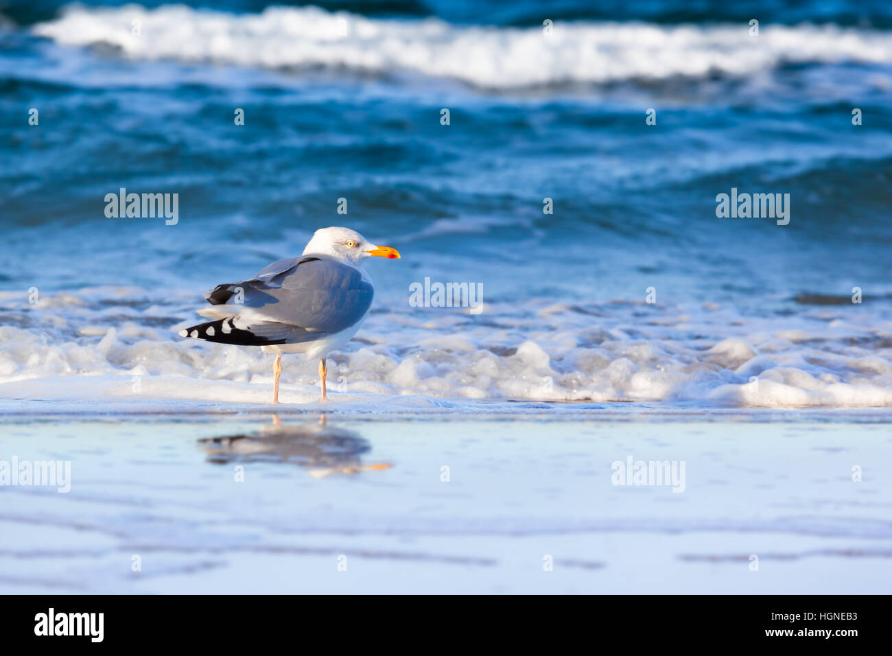 Seabird walk at the blue waves of baltic sea and reflection at the ...