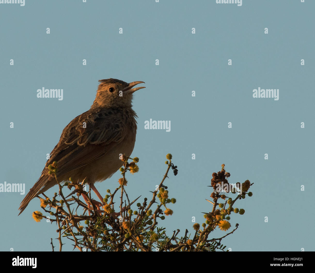 Lark chirping hi-res stock photography and images - Alamy