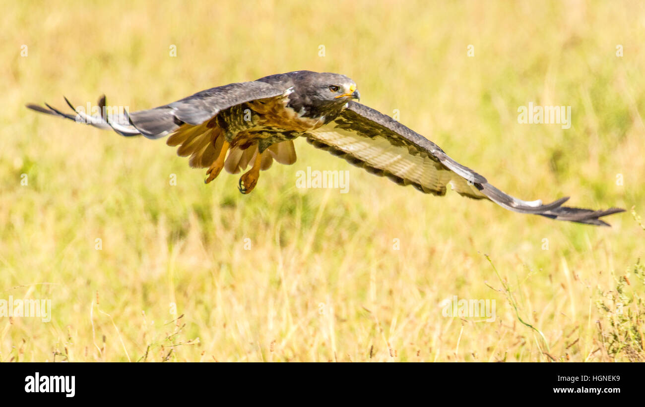 Steppe buzzard in flight hi-res stock photography and images - Alamy