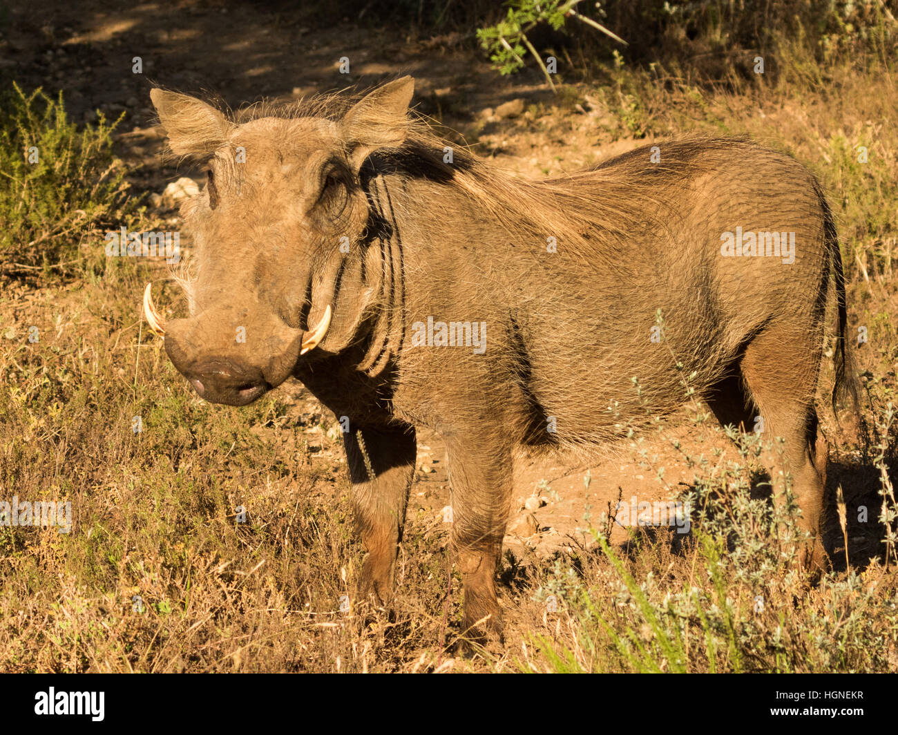 African safari pictures hi-res stock photography and images - Alamy