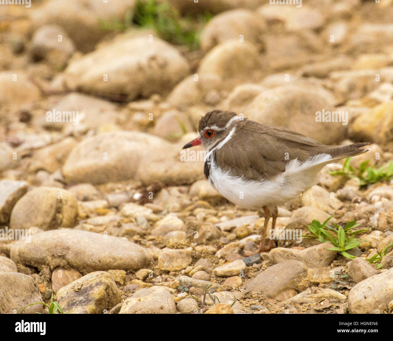 Three Banded Plover Stock Photo - Alamy