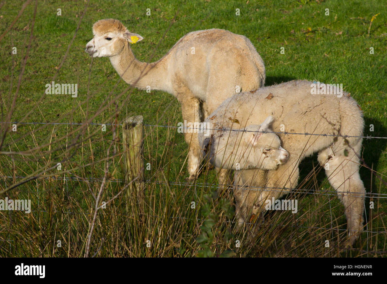 A pair of young Llamas with their white wool coats on a farm in County ...