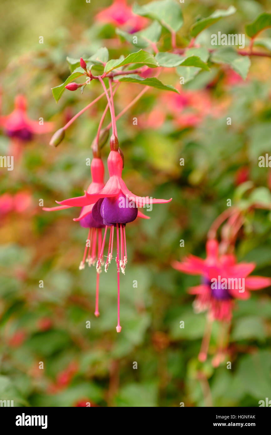 Bright pink fuchsia hi-res stock photography and images - Alamy