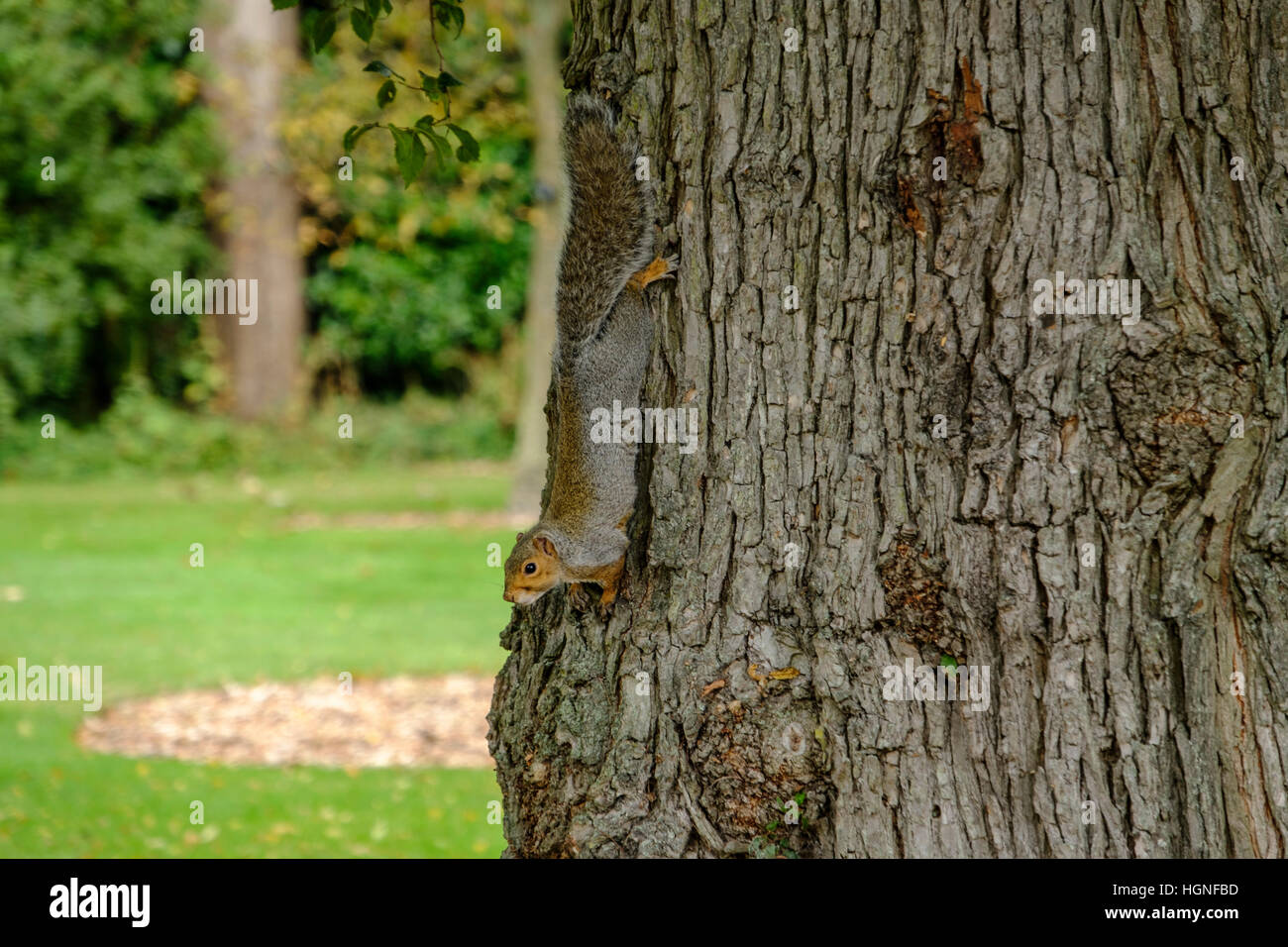 Cute gray squirrel, Sciurus carolinensis, scampering down the rough ...