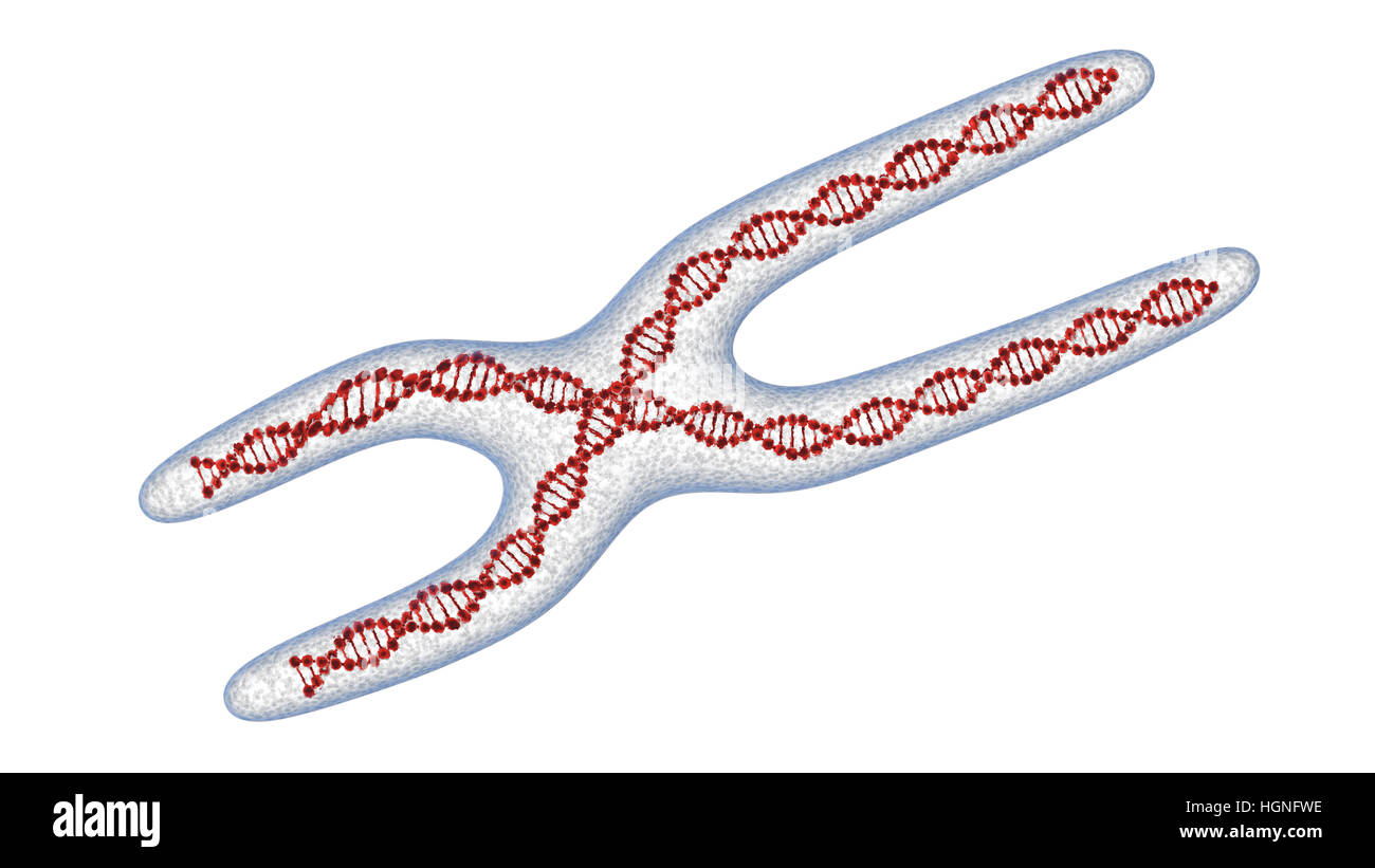 X chromosome Cut Out Stock Images & Pictures - Alamy