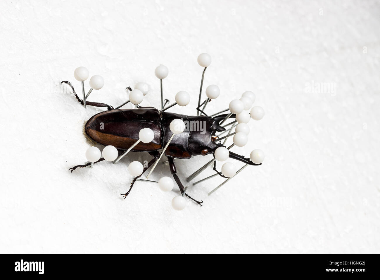 Dried Stag Beetle, Dry Preservation Beetle pinning process on white ...