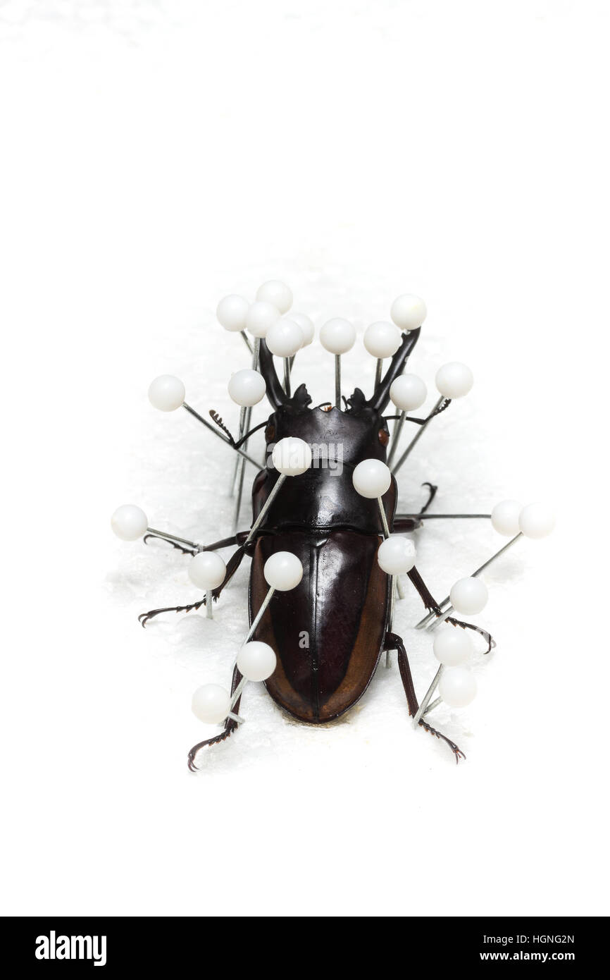 Dried Stag Beetle, Dry Preservation Beetle pinning process on white ...