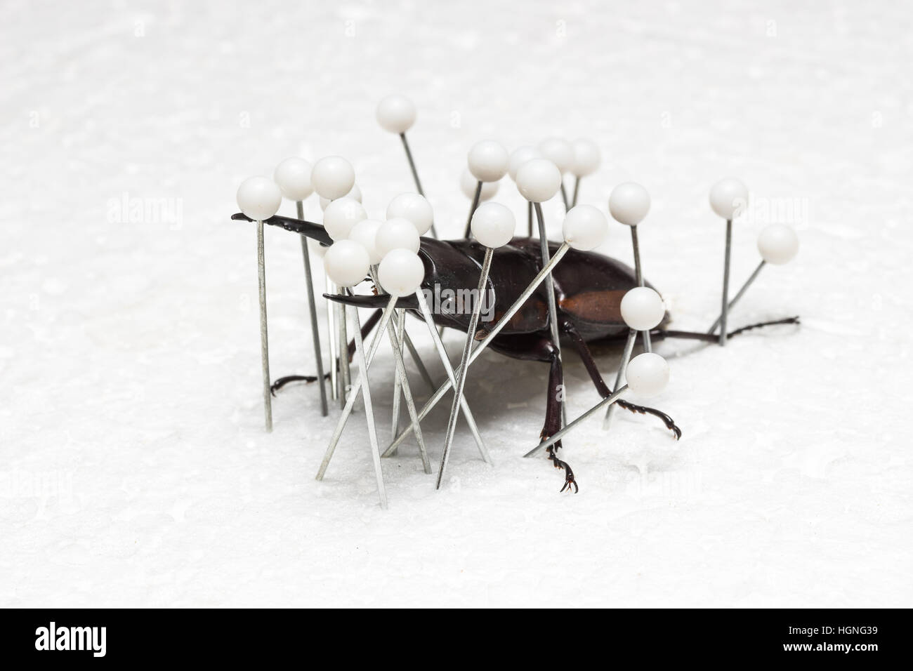 Dried Stag Beetle, Dry Preservation Beetle pinning process on white ...