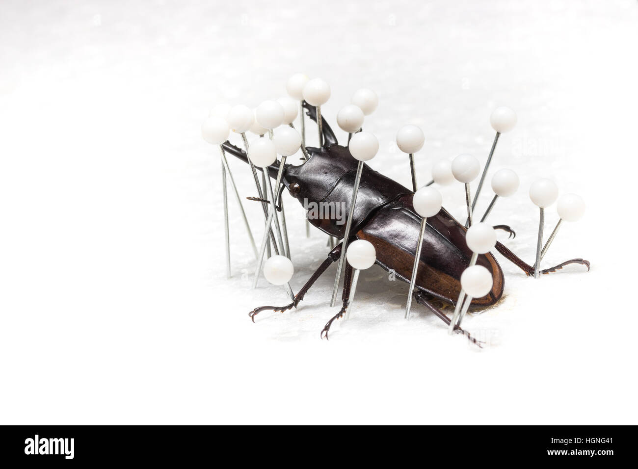 Dried Stag Beetle, Dry Preservation Beetle pinning process on white ...