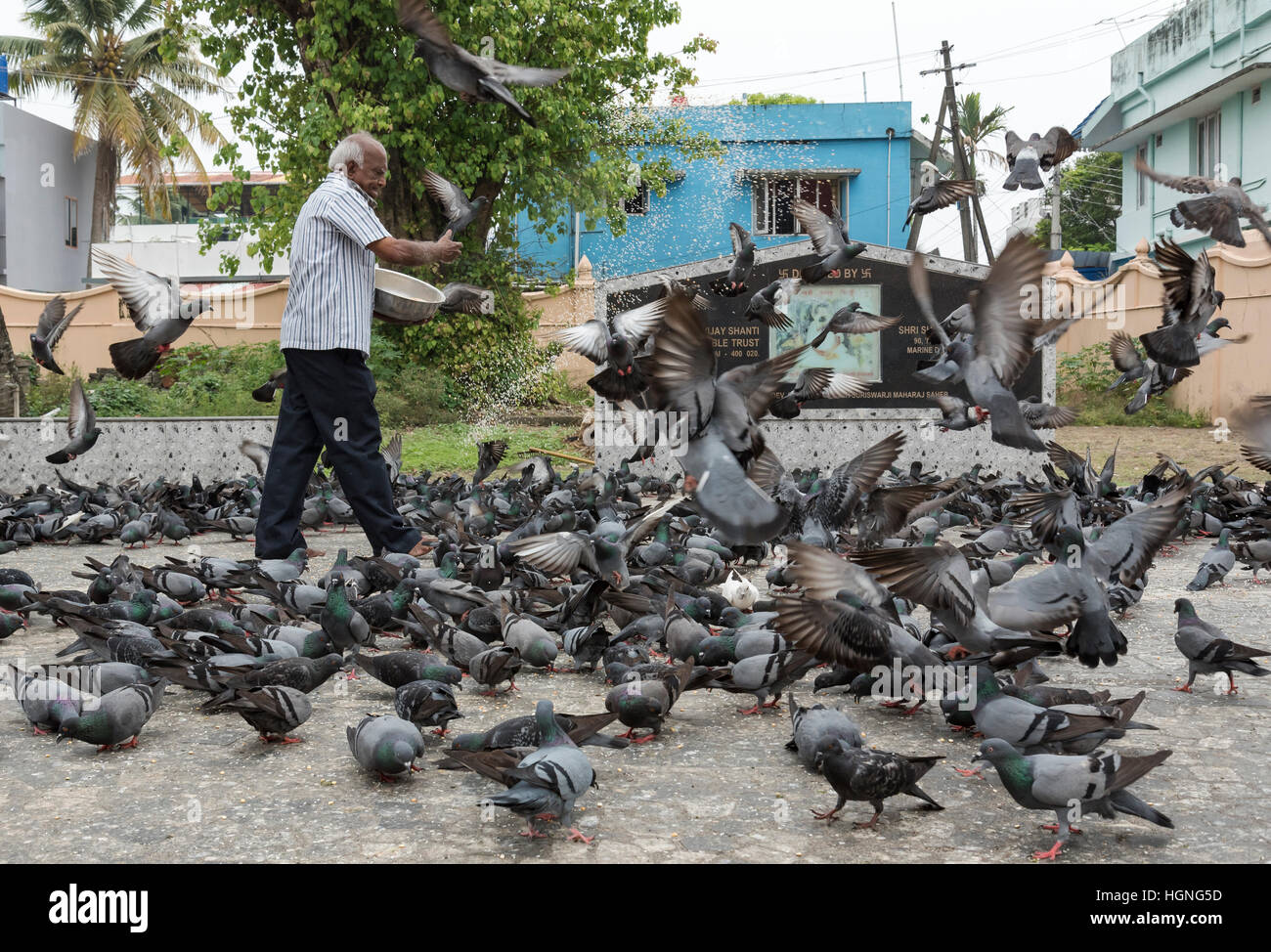 Pigeon feeding ritual at Shri Dharmanath Jain Temple, Mattancherry ...